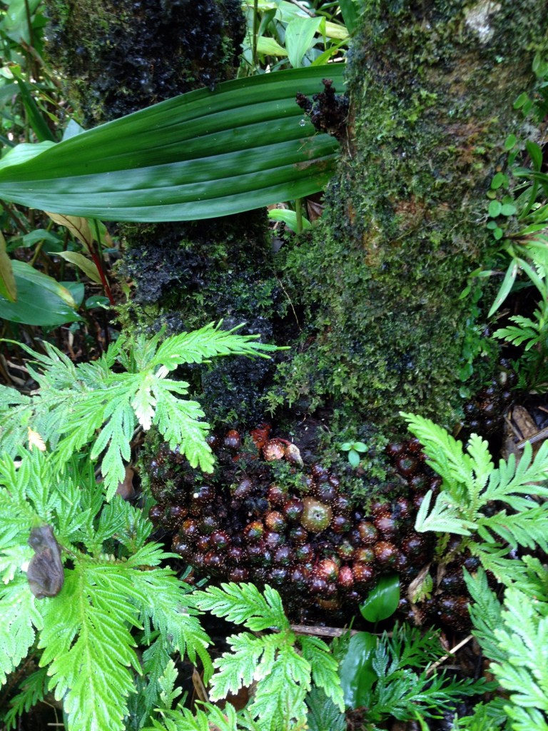 Borneo: Much in One – Footloose Fox